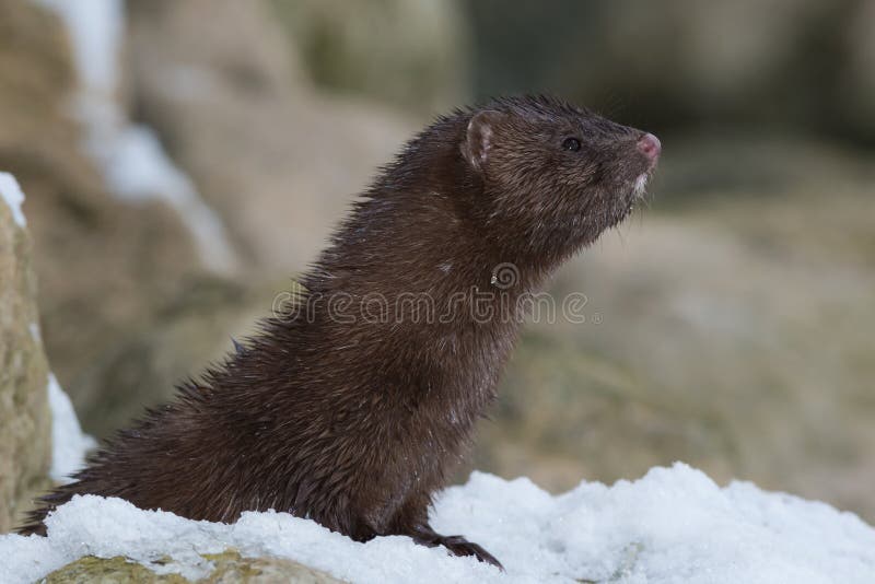 American Mink - Neovison Vison Stock Photo - Image of north, wildlife ...