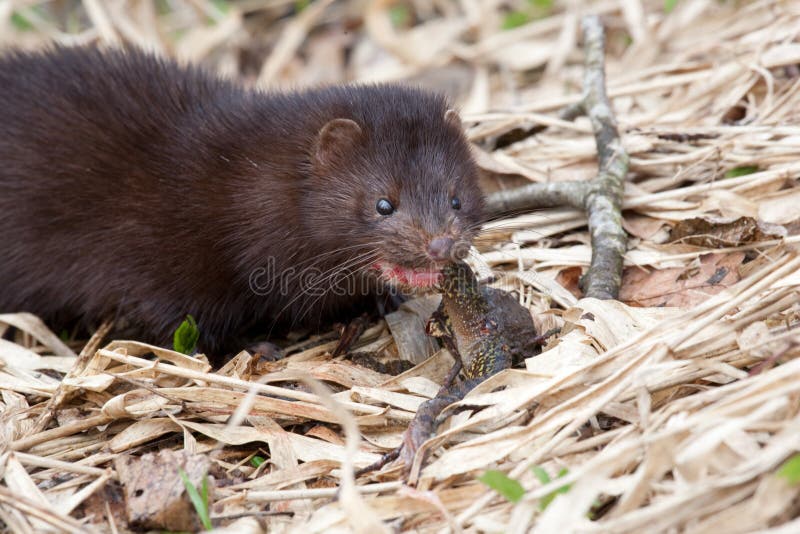 American Mink (Mustela Vision) Eating Frog Stock Image - Image of ...