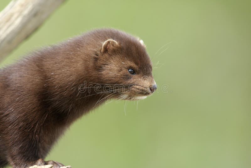 American Mink, Mustela Vison Stock Image - Image of british, mustelinae ...
