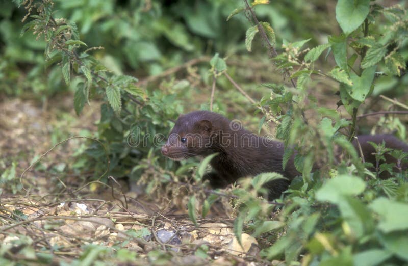 American Mink, Mustela Vison Stock Photo - Image of vison, wildlife ...