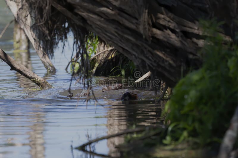 The American Mink Neogale Vison Stock Image - Image of hunter, mammals ...