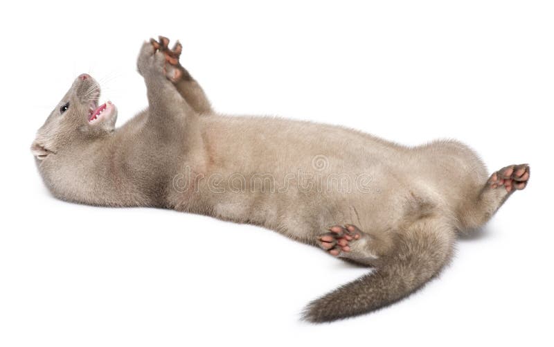American Mink stock photo. Image of aggressive, coat - 20060242