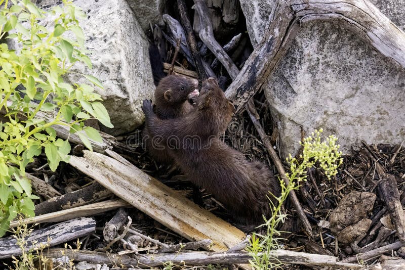 American Mink (Neovison Vison) Stock Image - Image of fish, fishing ...