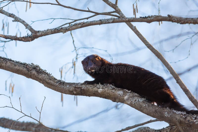 Portrait Of An American Mink Stock Image - Image of american, haunches ...