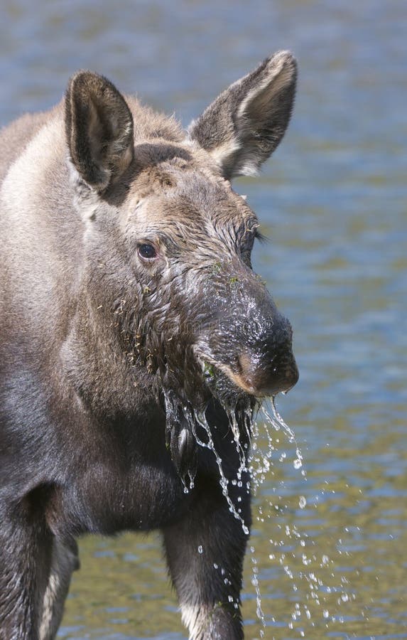 American Moose - Eurasian Elk Stock Photo - Image of northern, western ...
