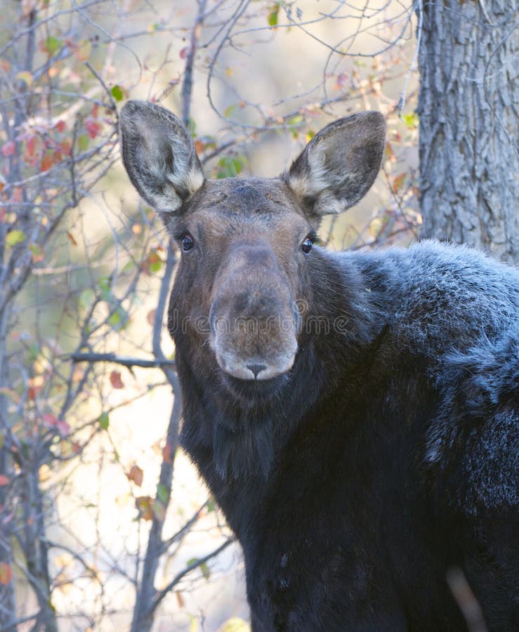 American Moose - Eurasian Elk Stock Photo - Image of northern, western ...