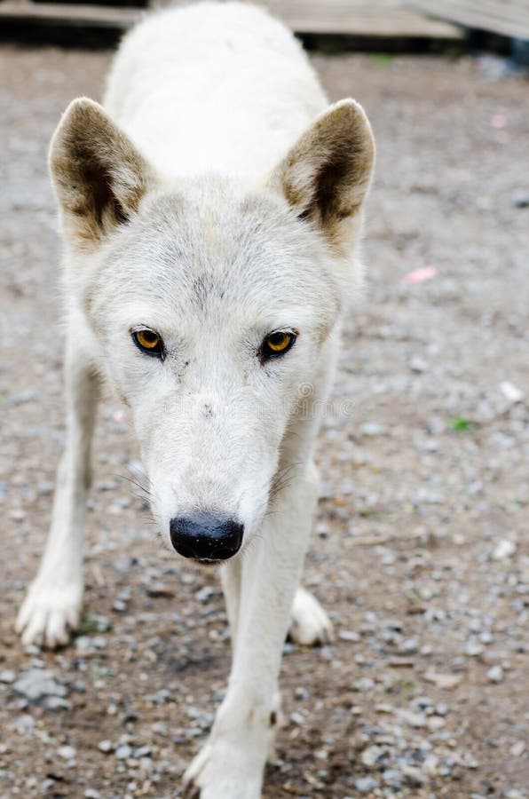 American northaid stock image. Image of color, miscegenation - 43464781