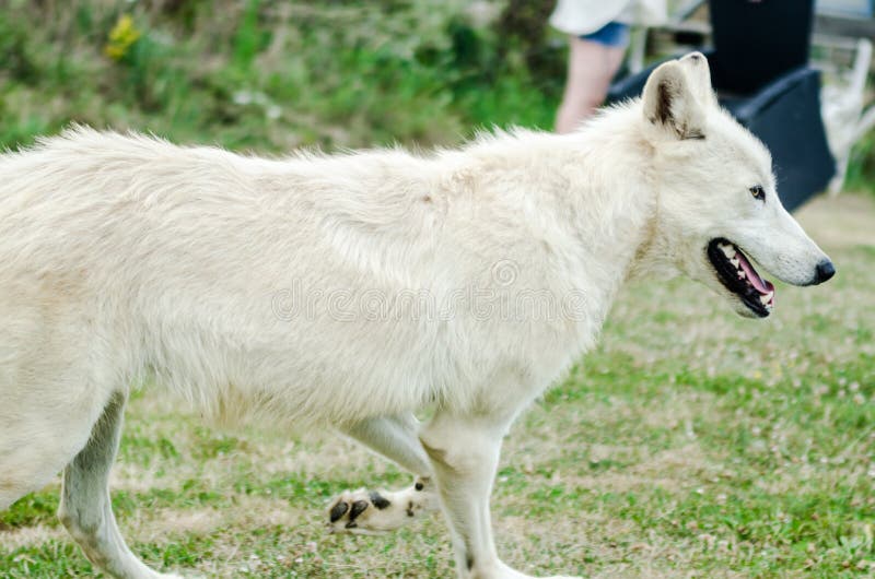 American northaid stock photo. Image of miscegenation - 43464794