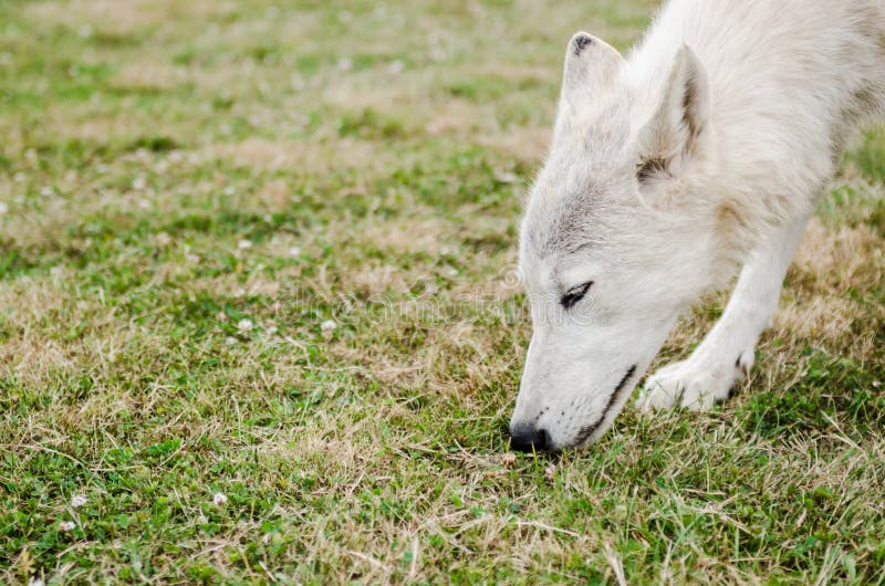 American northaid stock photo. Image of fauna, tree, wolfdog - 43464970