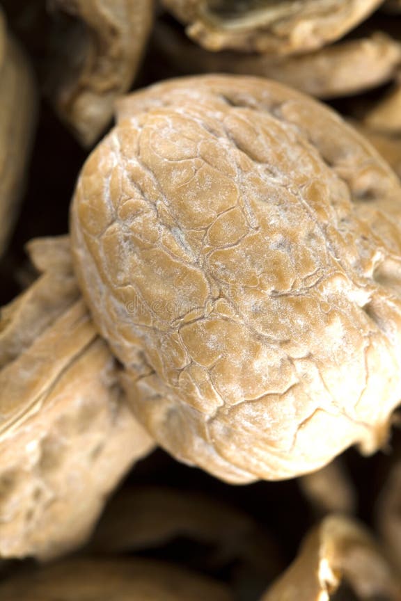 American Nuts shells stock photo. Image of floor, brown - 126853956