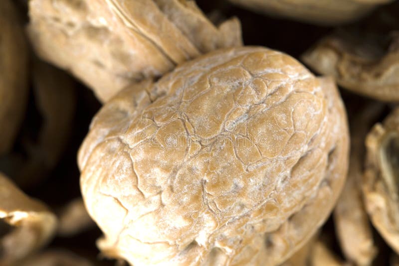 American Nuts shells stock photo. Image of drupe, nuts - 126853976