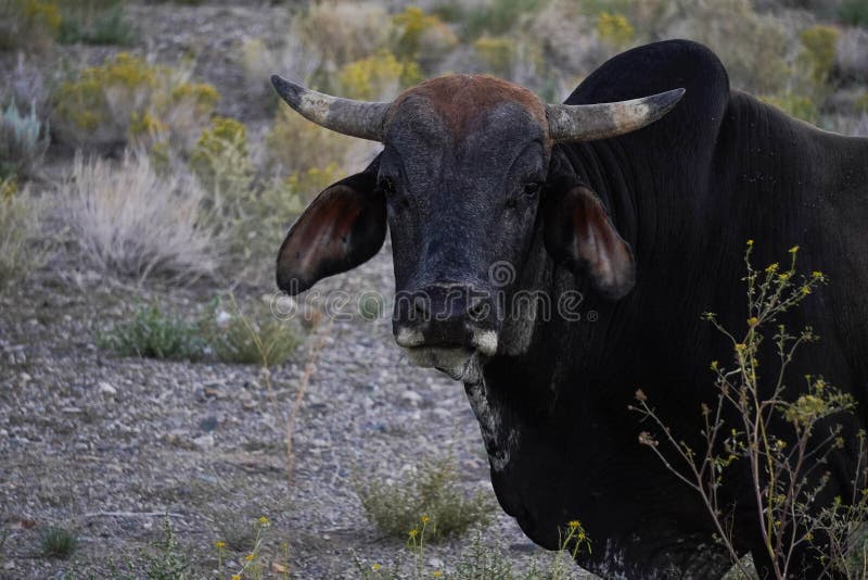 American Ox on the Side of a Typical North American Road Stock Image ...