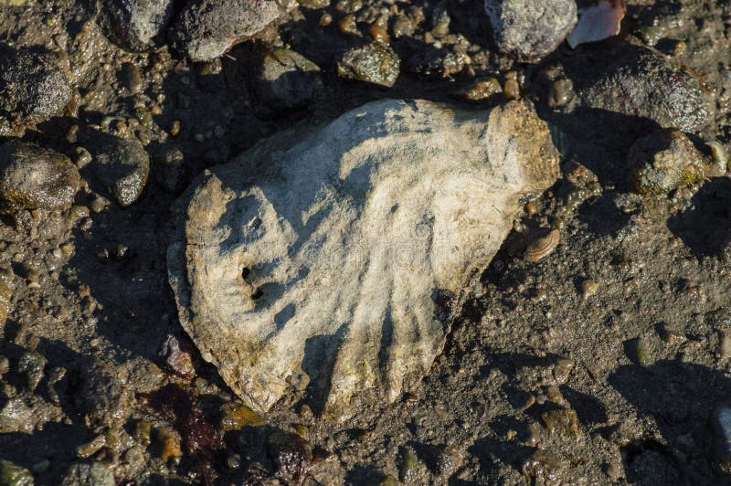 213 South American Oyster Stock Photos - Free & Royalty-Free Stock ...