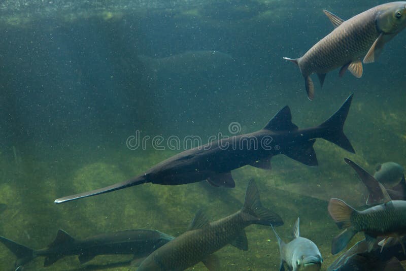 American Paddlefish (Polyodon Spathula). Stock Photo - Image of ...