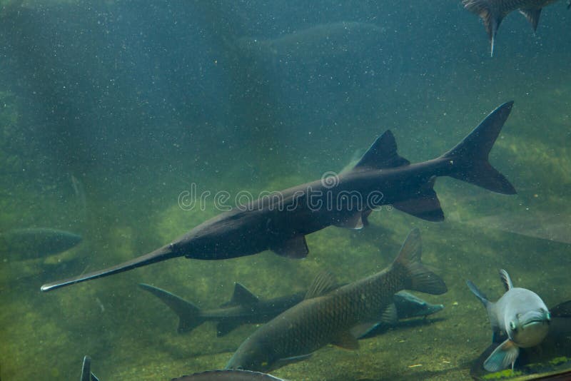 American Paddlefish (Polyodon Spathula). Stock Image - Image of fishes ...