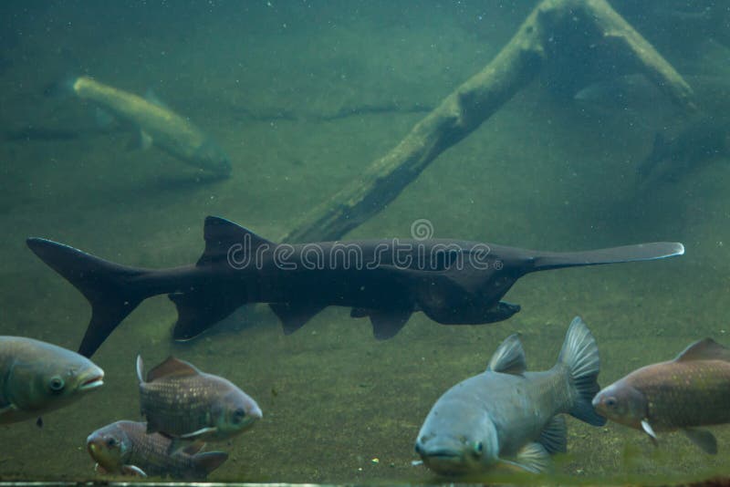 American Paddlefish (Polyodon Spathula). Stock Image - Image of fishes ...