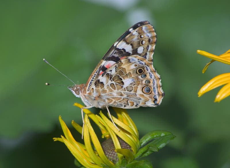 American Painted Lady stock image. Image of butterfly - 9354423