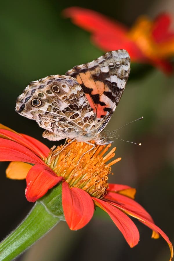 American Painted Lady stock image. Image of closeup, lady - 9395191