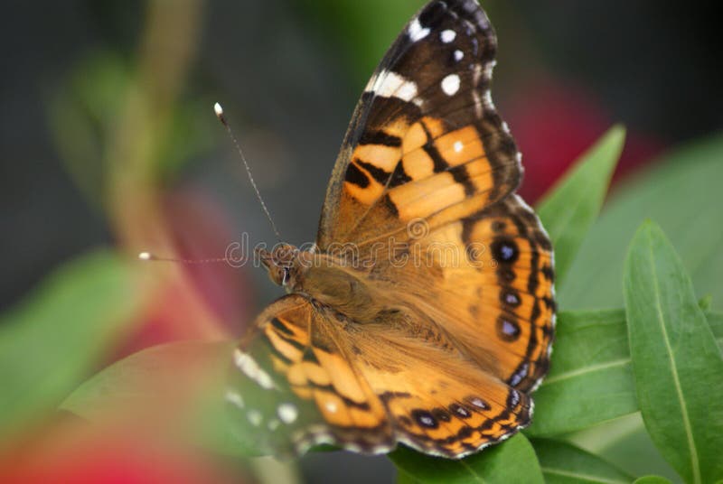 American Painted Lady stock image. Image of lady, macro - 48390011