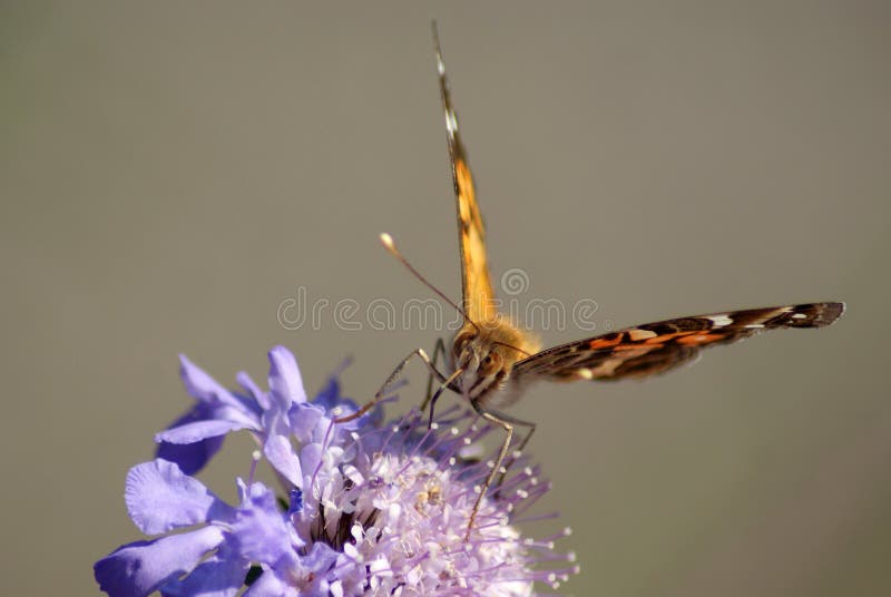 American Painted Lady stock photo. Image of light, lavender - 48391540