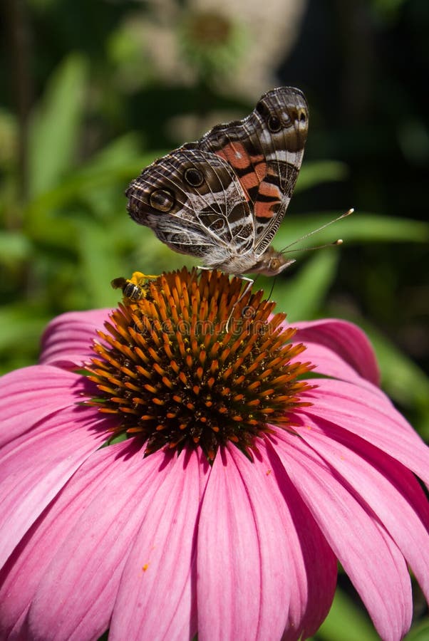 American Painted Lady stock image. Image of verbenas - 48390063