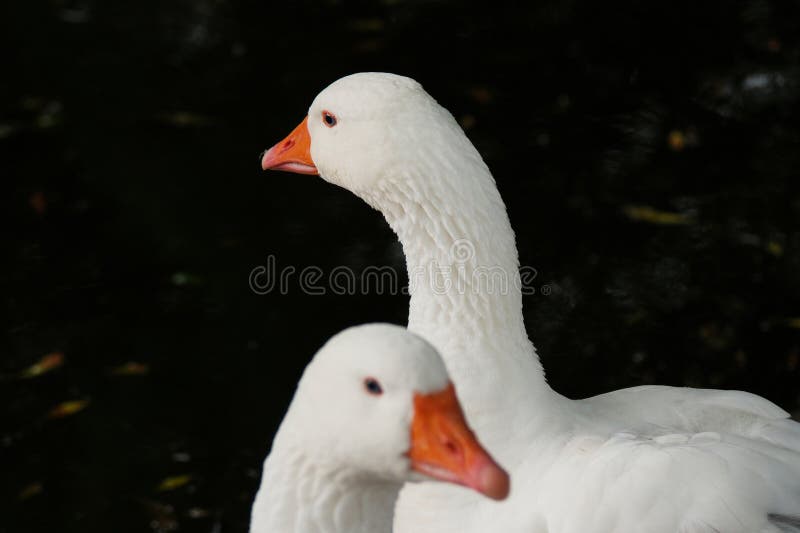 American Pallid Goose (American Buff Goose) Stock Image - Image of ...