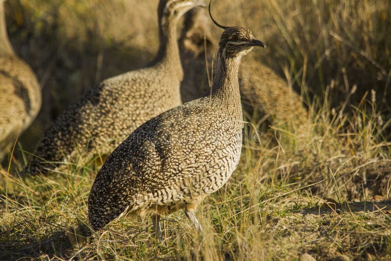 American Partridge in Patagonia on Grassland Stock Photo - Image of ...