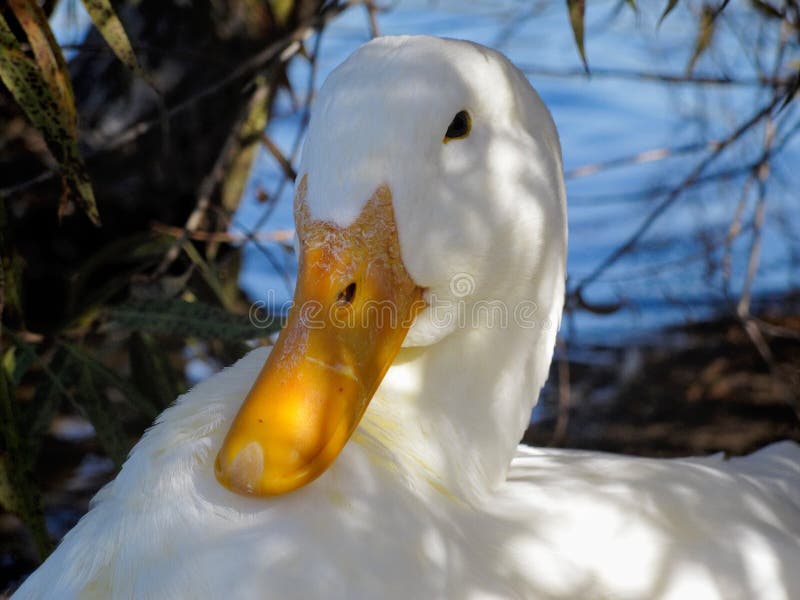 American Pekin Duck stock photo. Image of waterbird - 244147480