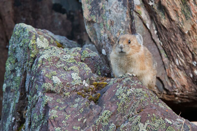 American Pika (Ochotona Princeps) Stock Photo - Image of alpine, peter ...