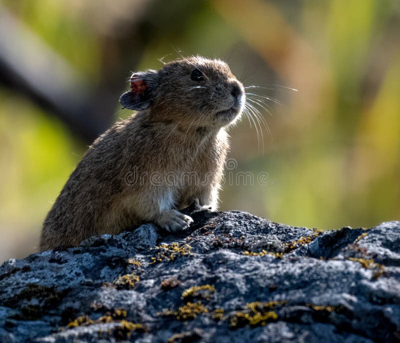 American Pika Posed on a Rock in a Talus Field Stock Image - Image of ...
