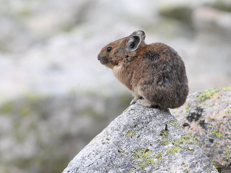 American Pika Profile stock photo. Image of sitting, rock - 33095602