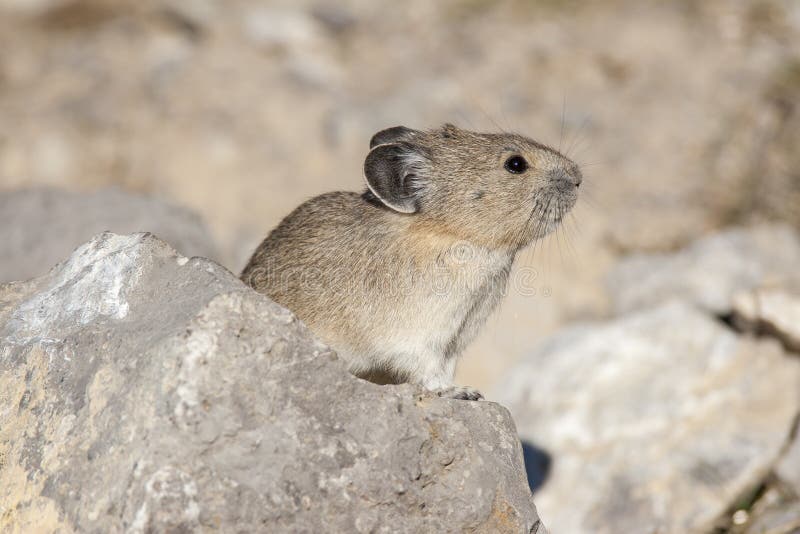 Pika on rock stock photo. Image of varmint, hibernating - 34298462
