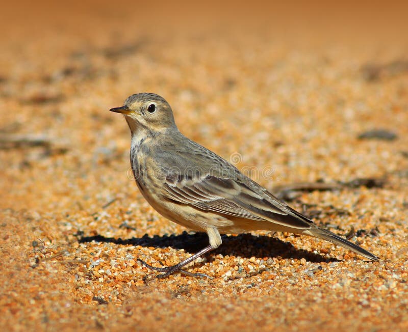 American Pipit stock image. Image of anthus, nature, songbird - 31925629