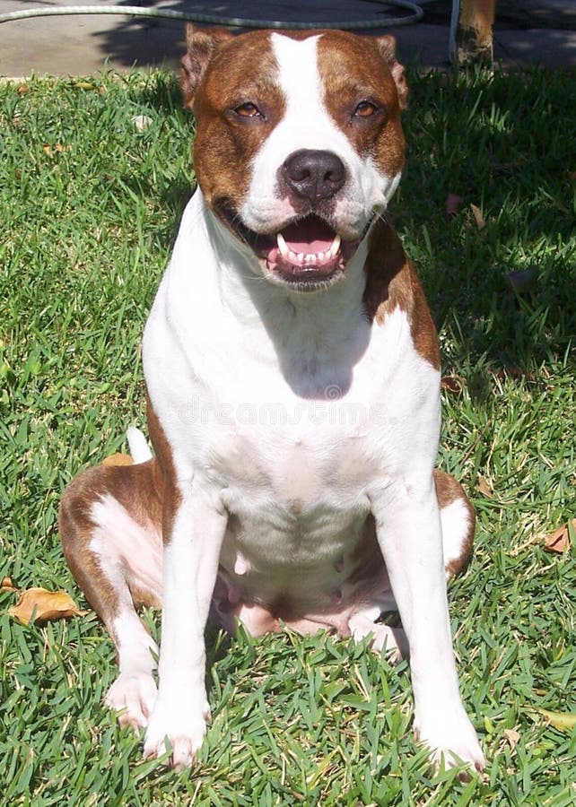 American Pit Bull stock photo. Image of family, american - 13950212
