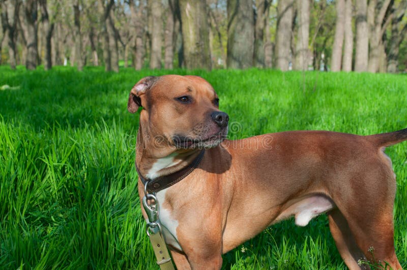 American Pit Bull Standing in the Middle of Green Grass Stock Photo ...