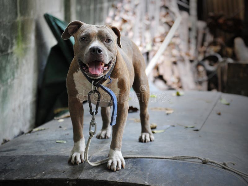 Tan American Pit Bull Terrier Dog With Cropped Ears Stock Image - Image ...