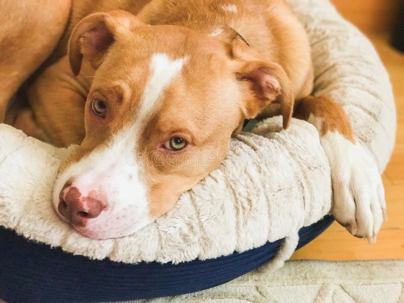 American Pit Bull Terrier, Beige Color Stock Photo - Image of strong ...