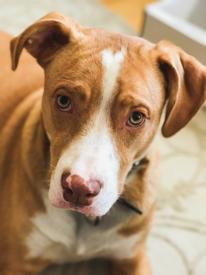 American Pit Bull Terrier, Beige Farbe Stockbild - Bild von ruhe ...