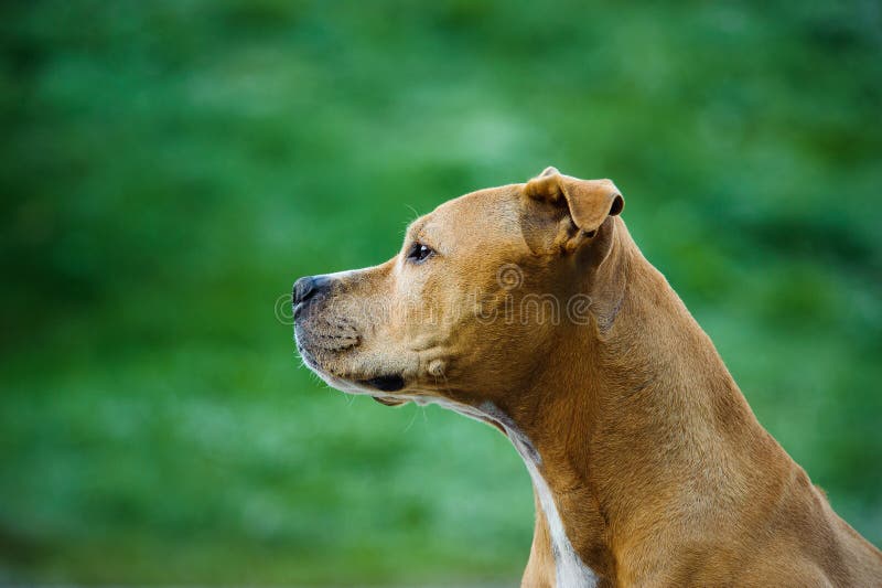 American Pit Bull Terrier Dog Stock Image - Image of profile, bull ...