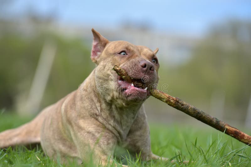 Growling Pitbull Stock Photos - Free & Royalty-Free Stock Photos from ...