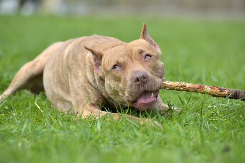 Growling Pitbull Stock Photos - Free & Royalty-Free Stock Photos from ...