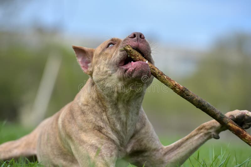 Pit Bull Snarling Stock Photos - Free & Royalty-Free Stock Photos from ...