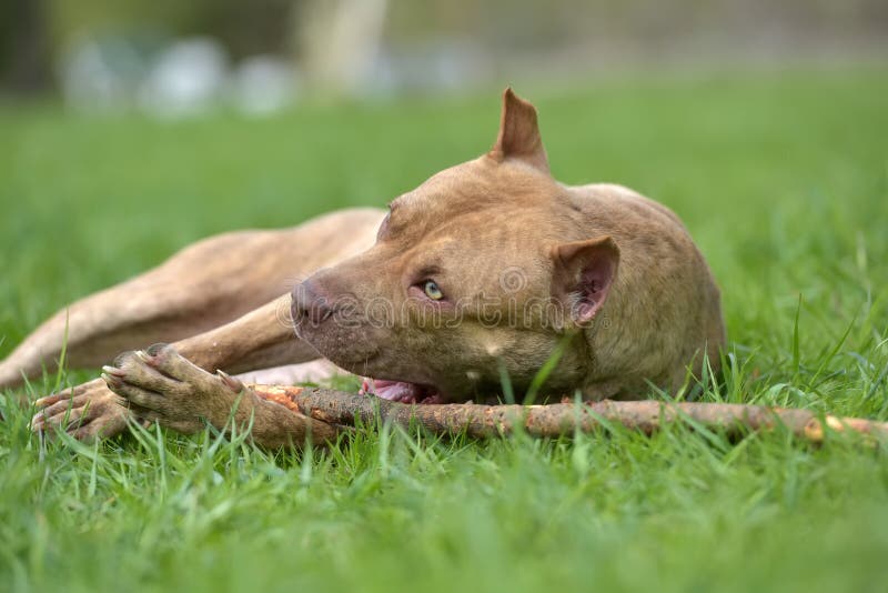 Growling Pit Bull Stock Photos - Free & Royalty-Free Stock Photos from ...