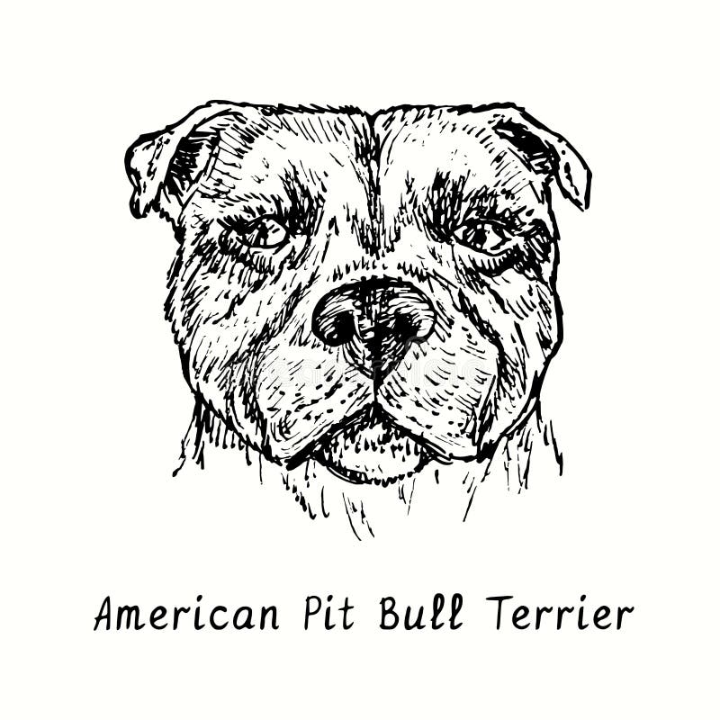 American Pit Bull Terrier Muzzle Front View. Ink Black and White Doodle ...