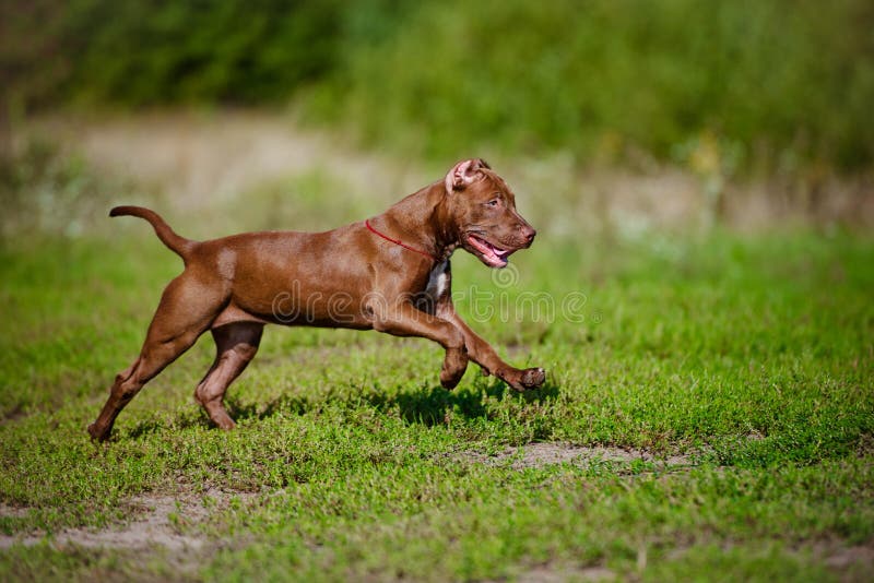 American Pit Bull Terrier Puppy Running Stock Image - Image of terrier ...