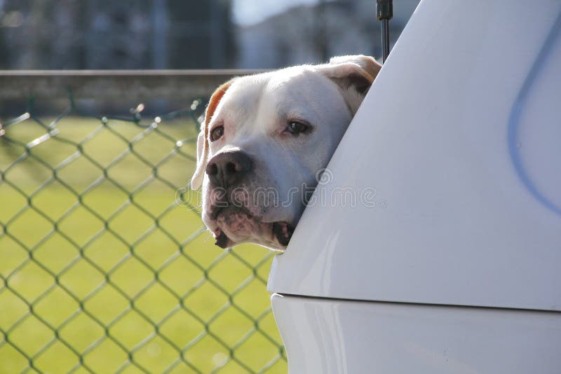 Growling Pit Bull Stock Photos - Free & Royalty-Free Stock Photos from ...