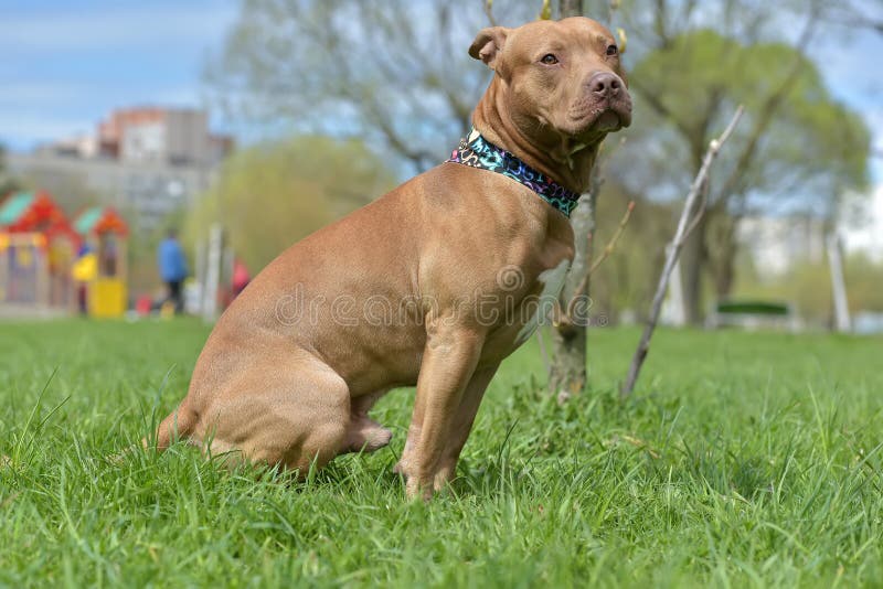 American Pit Bull Terrier Sitting on Grass in Spring Stock Image ...