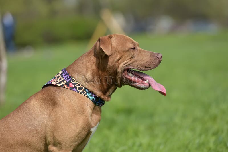 American Pit Bull Terrier Sitting on Grass in Spring Stock Image ...