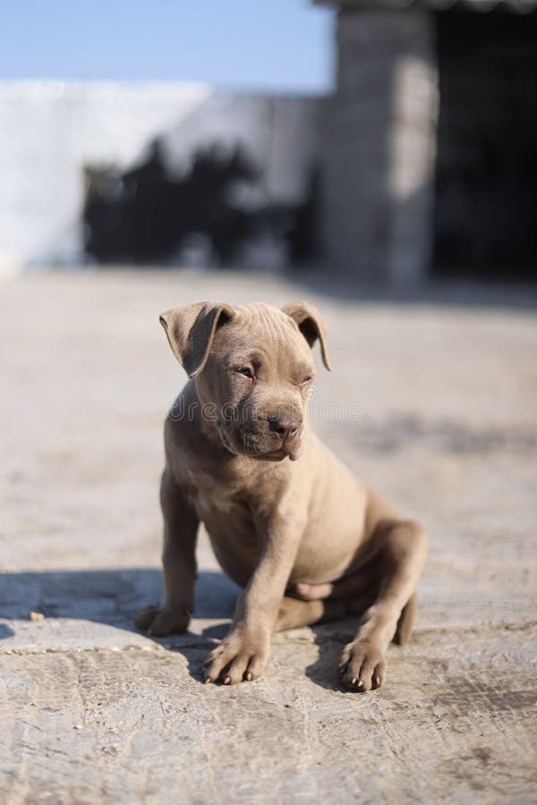 American Pitbull Terrier Hummer Pappy Stock Image - Image of hummer ...