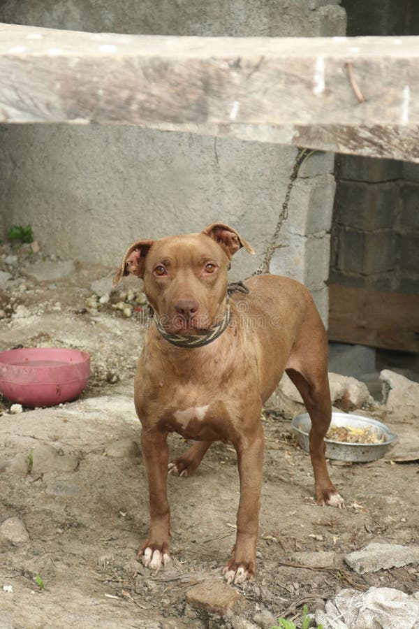 American Pitbull Terrier Sidney Stock Photo - Image of pitbull, dogs ...